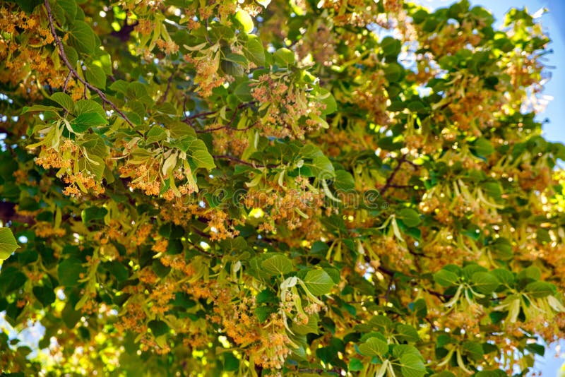 Blooming Lime Tree on the Embankment in Samara. Stock Image - Image of ...