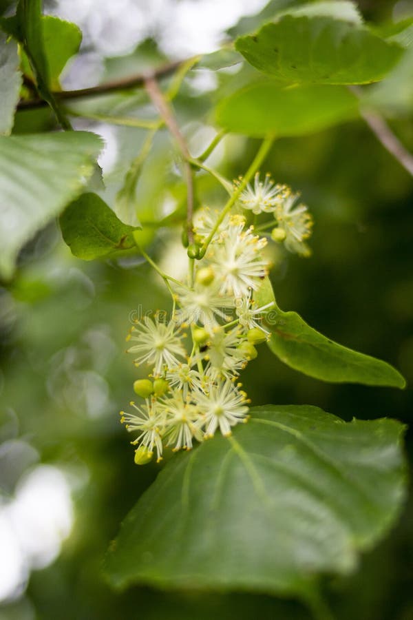 Blooming Linden on a Background of Green Leaves, Closeup Stock Photo ...