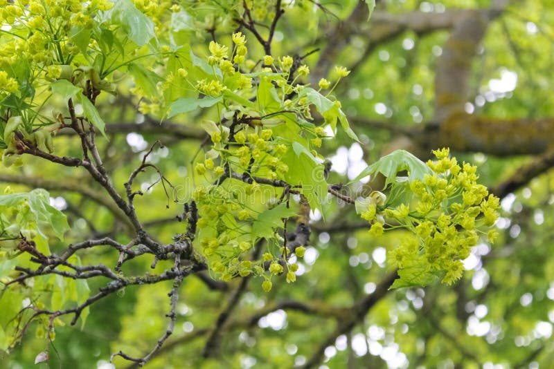 Blooming Linden Trees in Spring. Linden in Bloom Stock Photo - Image of ...