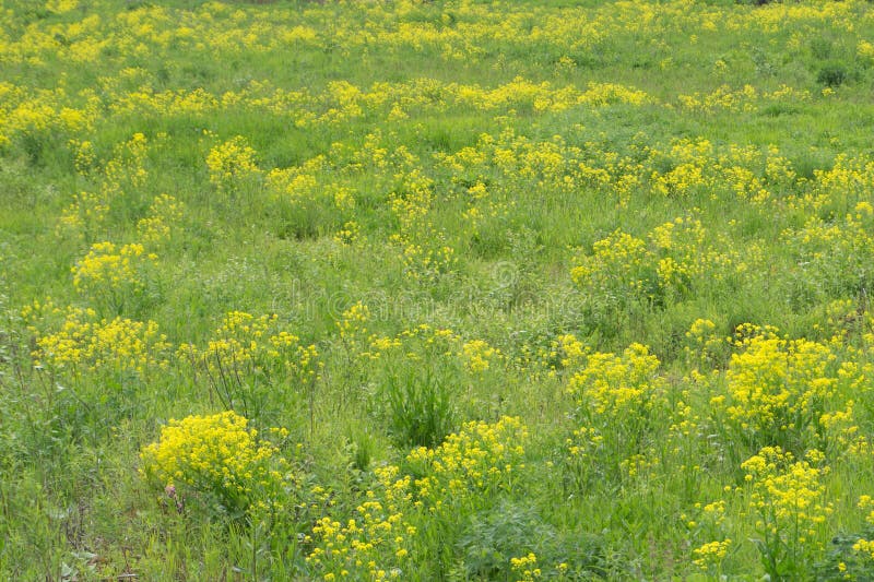Blooming Little Yellow Meadow Flower in April and May. Stock Image ...