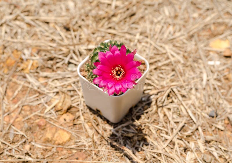 Blooming Lobivia Flower Cactus Stock Photo - Image of floweer ...