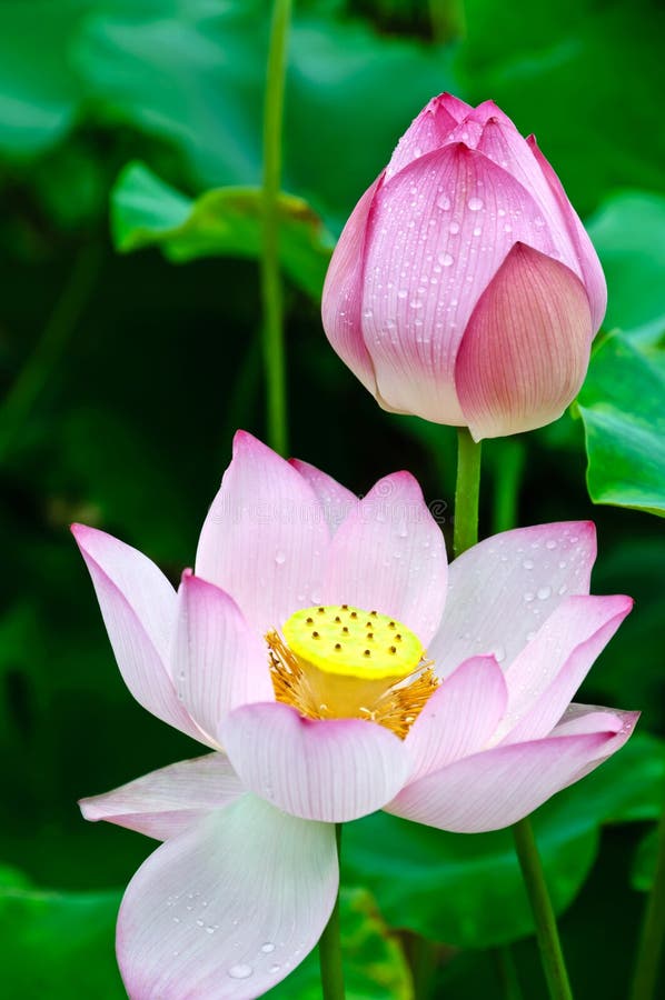 Blooming lotus flower stock photo. Image of bloom, peace - 26246932