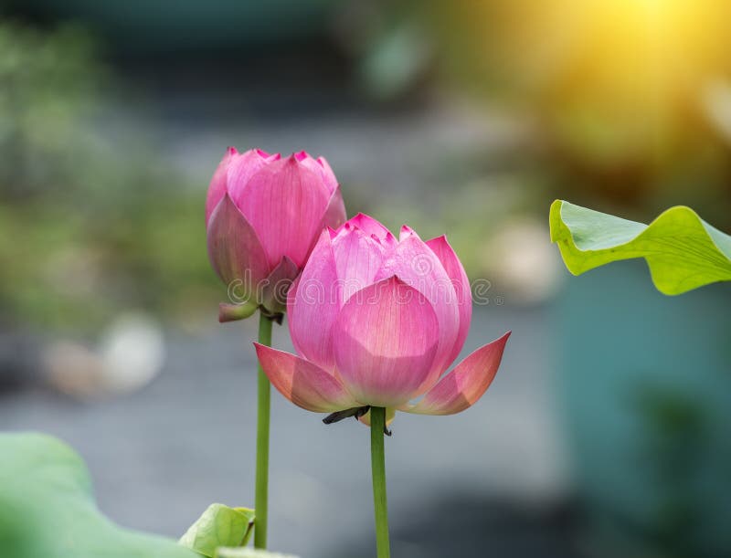 Blooming lotus flower stock photo. Image of asia, attractive - 63433440