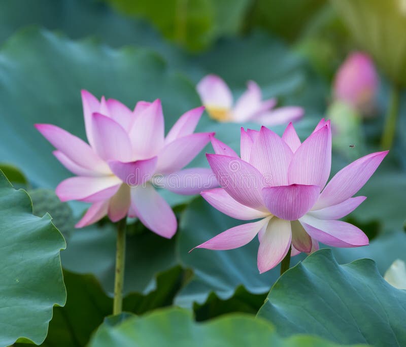 Blooming lotus flower stock photo. Image of flourish - 95881564