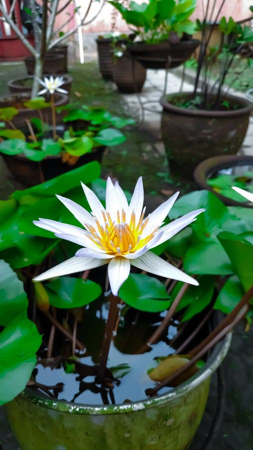 The Blooming Lotus Flower is Quite Beautiful Stock Photo - Image of ...