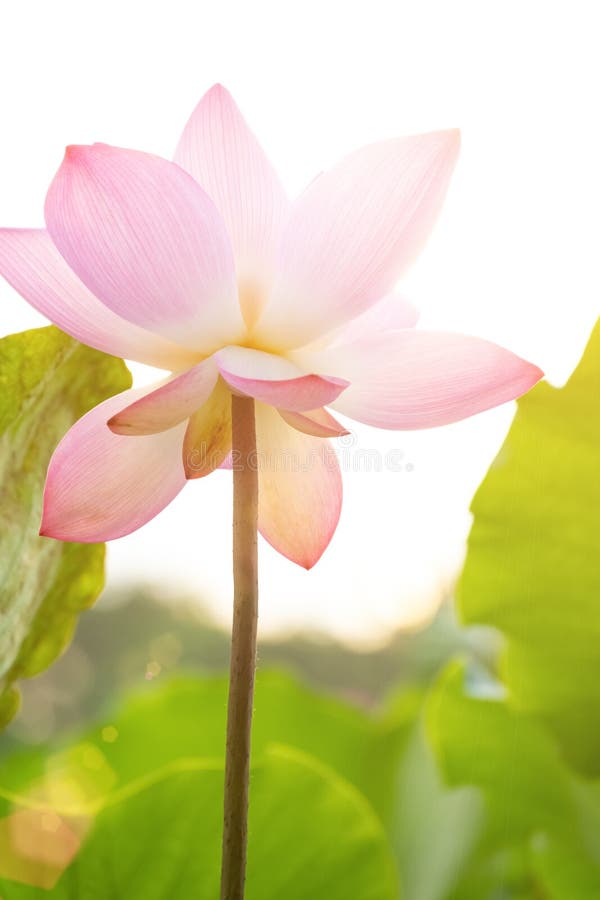A Blooming Lotus Flower with Sunshine Vertical Composition Stock Photo ...