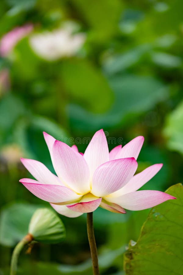 Blooming Lotus Flower Vertical Composition Stock Image - Image of spink ...