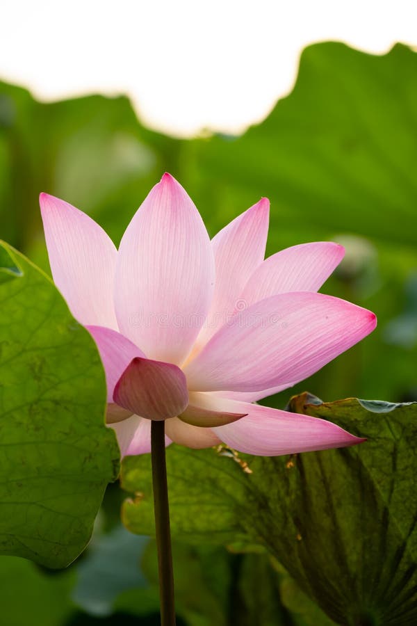 A Blooming Lotus Flower at Vertical Composition Stock Photo - Image of ...