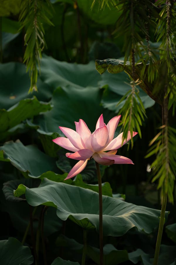 A Blooming Lotus Flower at Vertical Composition Stock Image - Image of ...