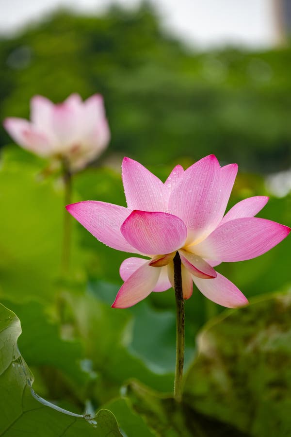 Blooming Lotus Flower Vertical Composition Stock Image - Image of ...