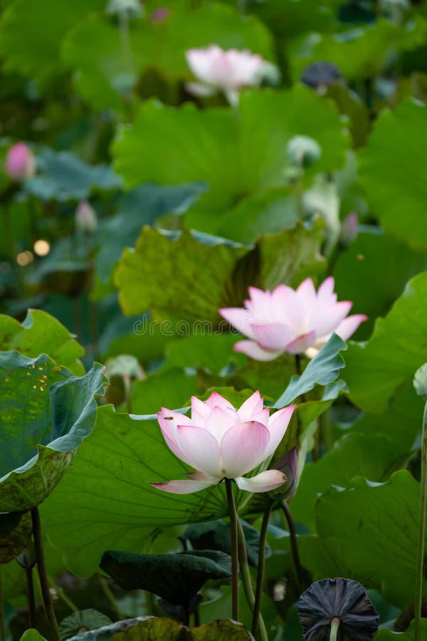 Blooming Lotus Flowers at Vertical Composition Stock Photo - Image of ...
