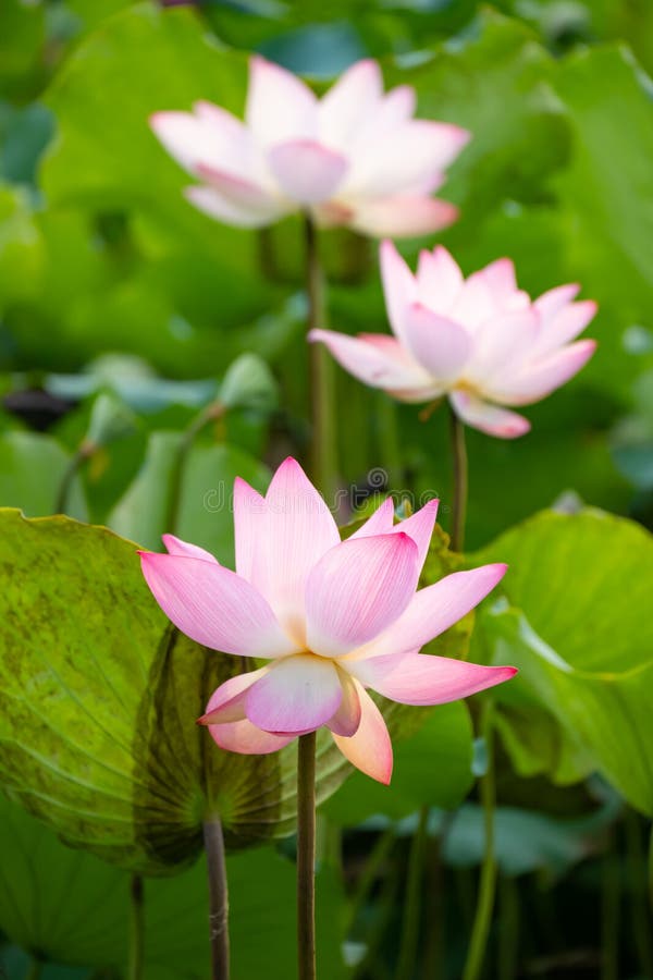 Blooming Lotus Flowers at Vertical Composition Stock Photo - Image of ...