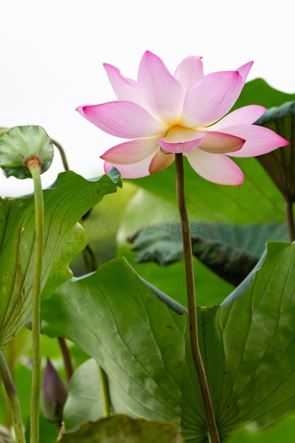 Blooming Lotus Flowers Vertical Composition Stock Image - Image of ...