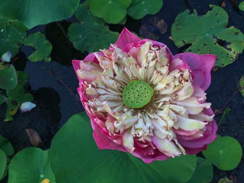 Blooming lotus stock photo. Image of seed, blooming, blossom - 51790332