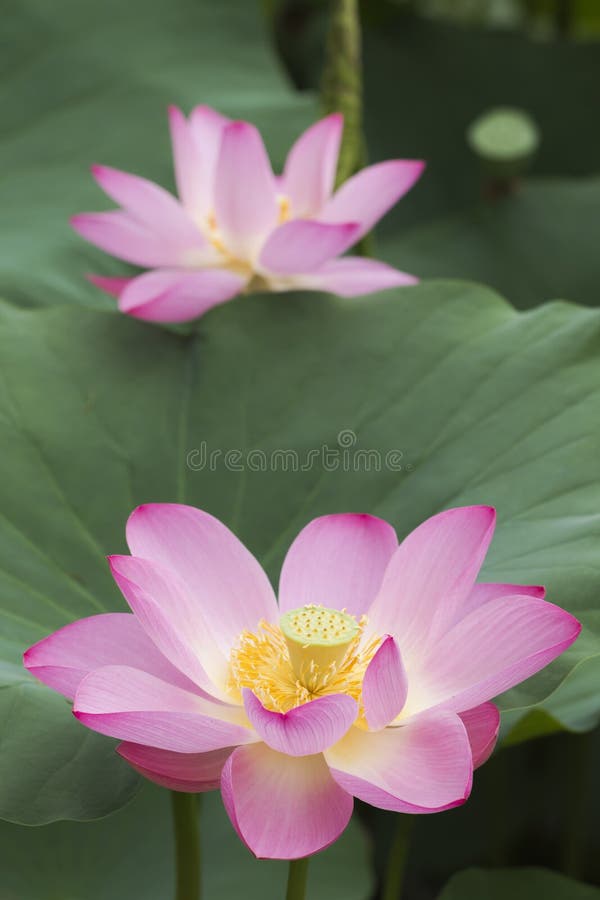 Blooming lotus stock image. Image of beautiful, lotus - 133311713