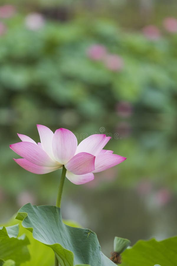 Blooming lotus stock photo. Image of lotus, closeup - 133311866