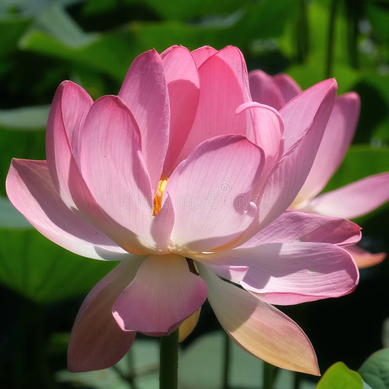 Blooming Lotus in the Volga Delta in Russia Stock Image - Image of ...