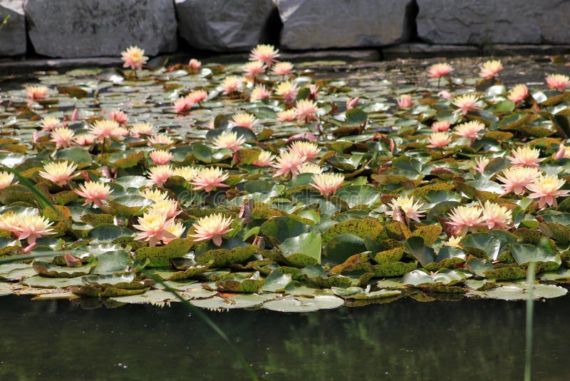 Blooming Lotuses stock photo. Image of season, colorful - 281986126