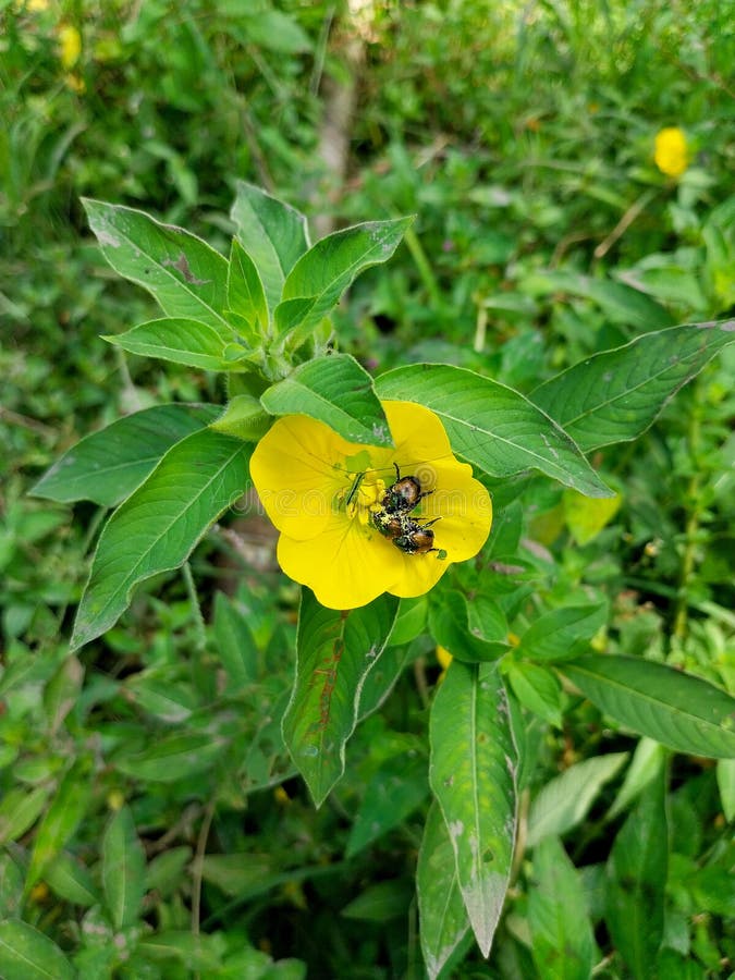 Blooming Ludwigia Flowers that are Infested with Insects. Stock Photo ...