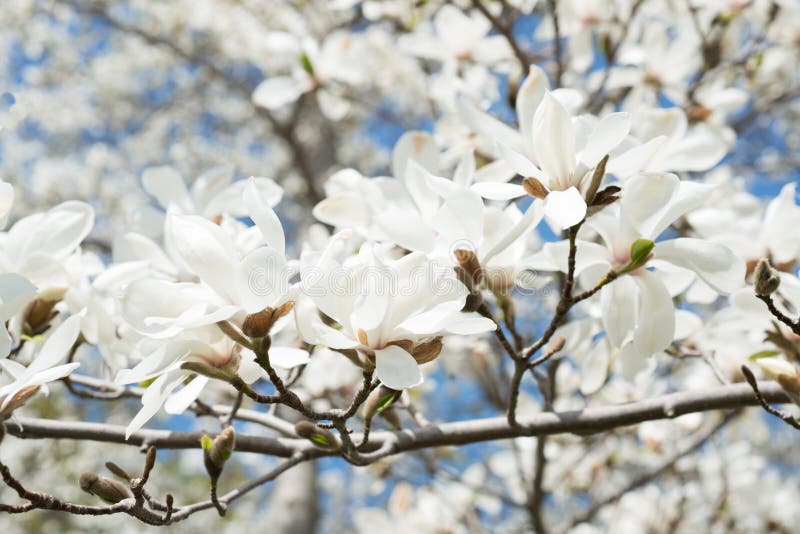 Blooming magnolia branch stock photo. Image of magnolia - 37521526