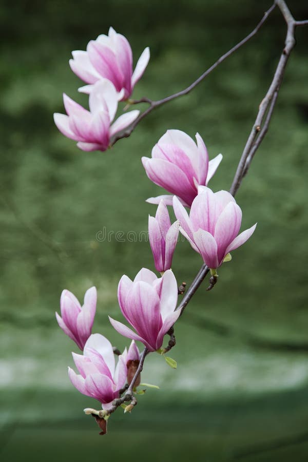Blooming magnolia branch stock photo. Image of branch - 41259600