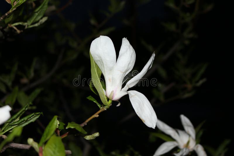 Blooming Magnolia in the Night Garden. she`s Beautiful Stock Image ...