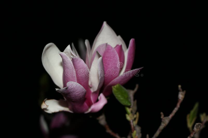 Blooming Magnolia in the Night Garden. she`s Beautiful Stock Image ...