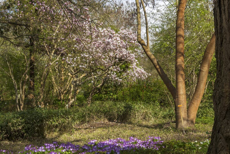 Scenery. Horizontal Picture Stock Image - Image of purple, magnoliaceae ...
