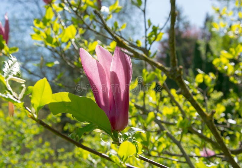 Blooming Magnolia in Spring Stock Photo - Image of flowers, freshness ...