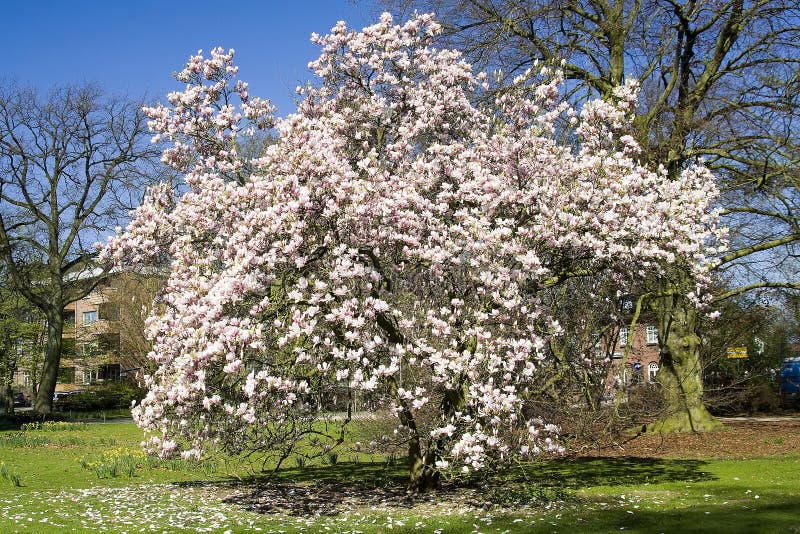 Blooming magnolia tree stock image. Image of seasonal - 13904125