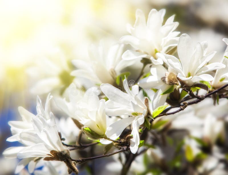 Blooming magnolia tree stock photo. Image of nature, horticulture ...