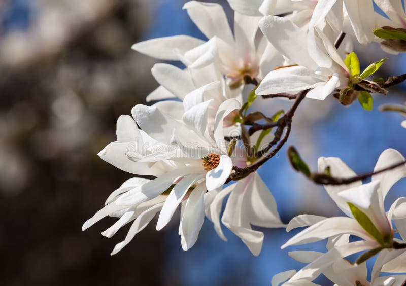 Blooming magnolia tree stock photo. Image of botany, magnolia - 38647364