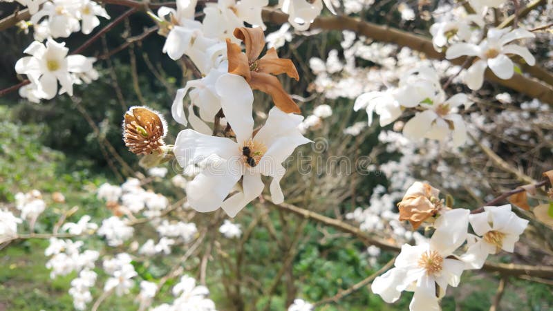 Blooming Magnolia Tree with a Bee Gathering Pollen. Stock Image - Image ...