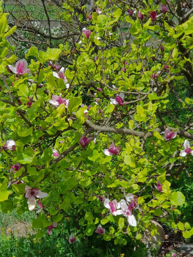 Blooming Magnolia Tree on a Green Background Stock Illustration ...