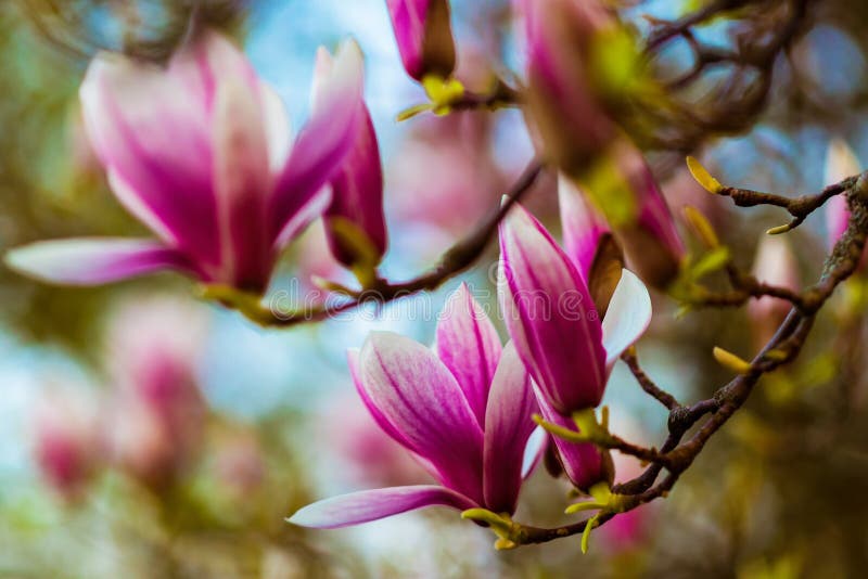 Blooming magnolia. Tree stock photo. Image of macro - 144346862