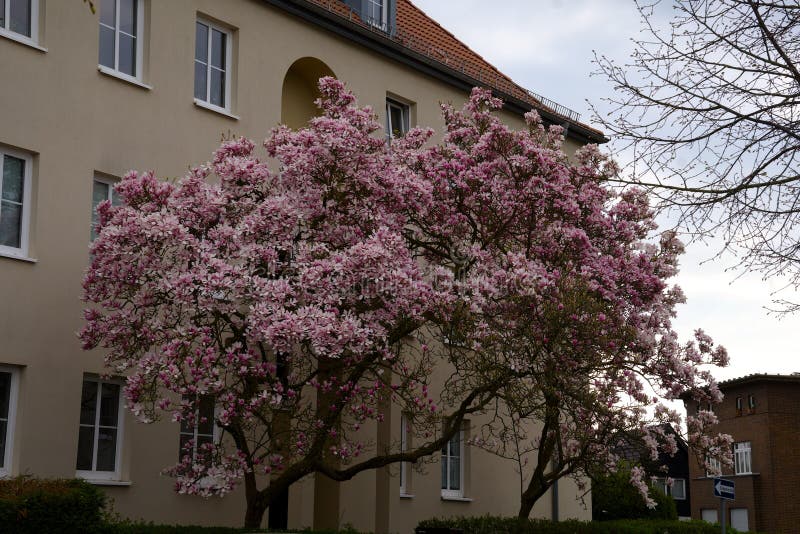 A Blooming Magnolia Tree Near the Wall of a House on a Sunny Spring Day ...