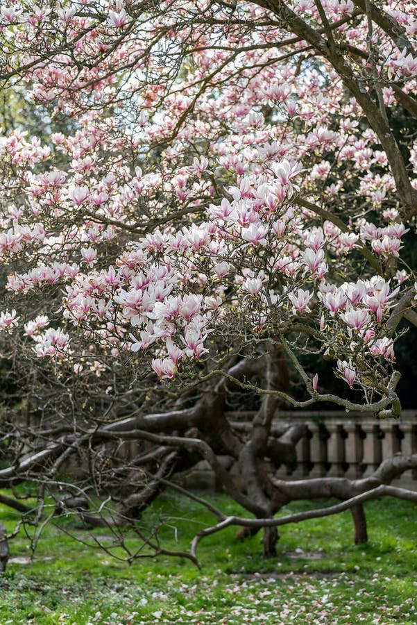 Blooming magnolia. Tree stock photo. Image of sunset - 144346486