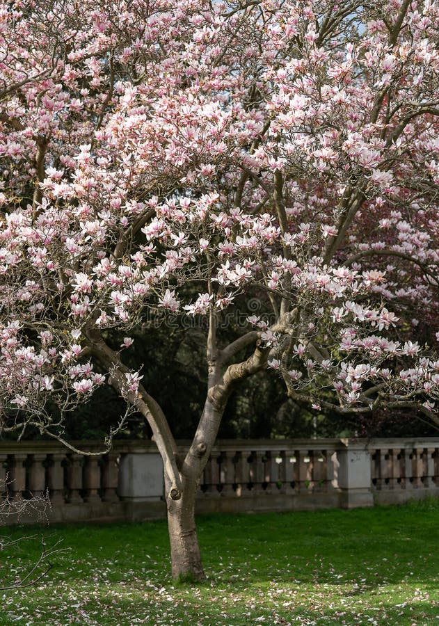 Blooming magnolia. Tree stock photo. Image of sunset - 144346486