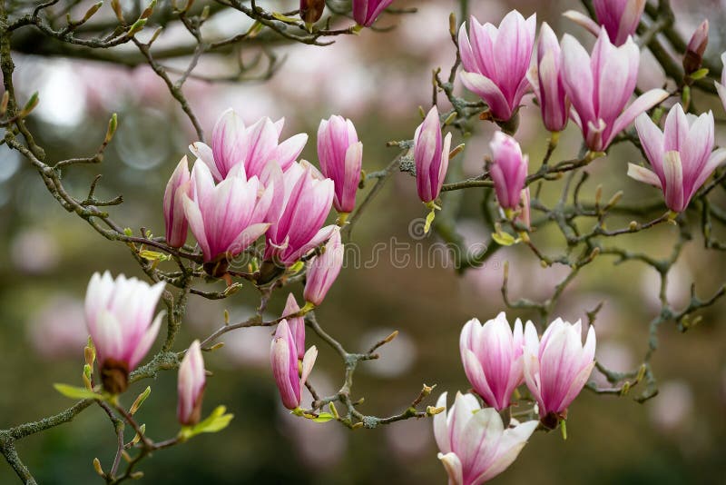 Blooming magnolia. Tree stock photo. Image of sunset - 144346486