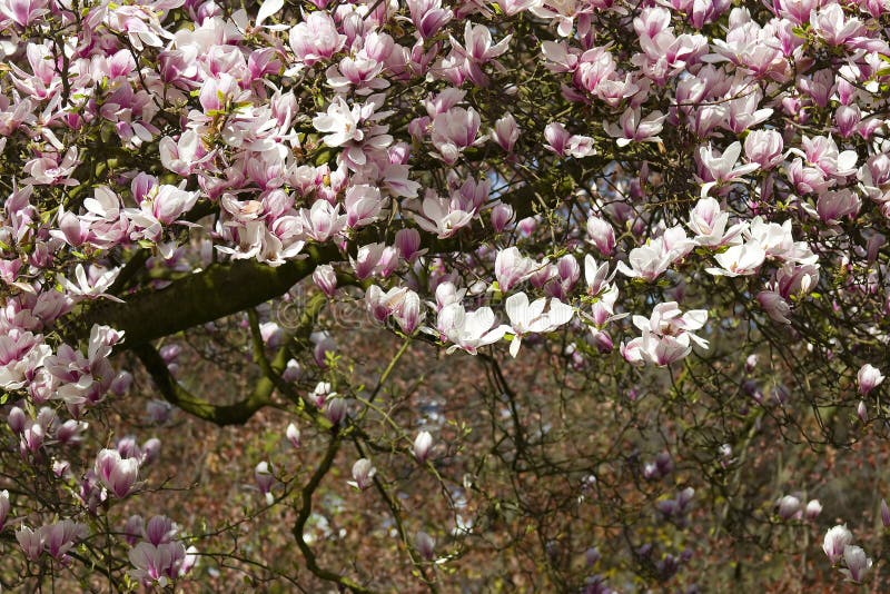 Blooming magnolia tree stock image. Image of sunshine - 35052209