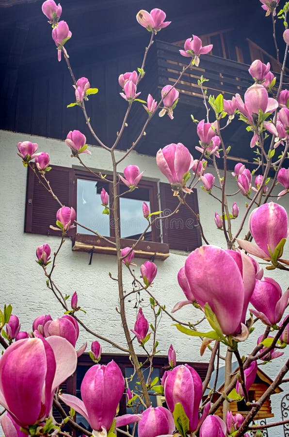 Blooming magnolia tree stock photo. Image of season, orchard - 90938228