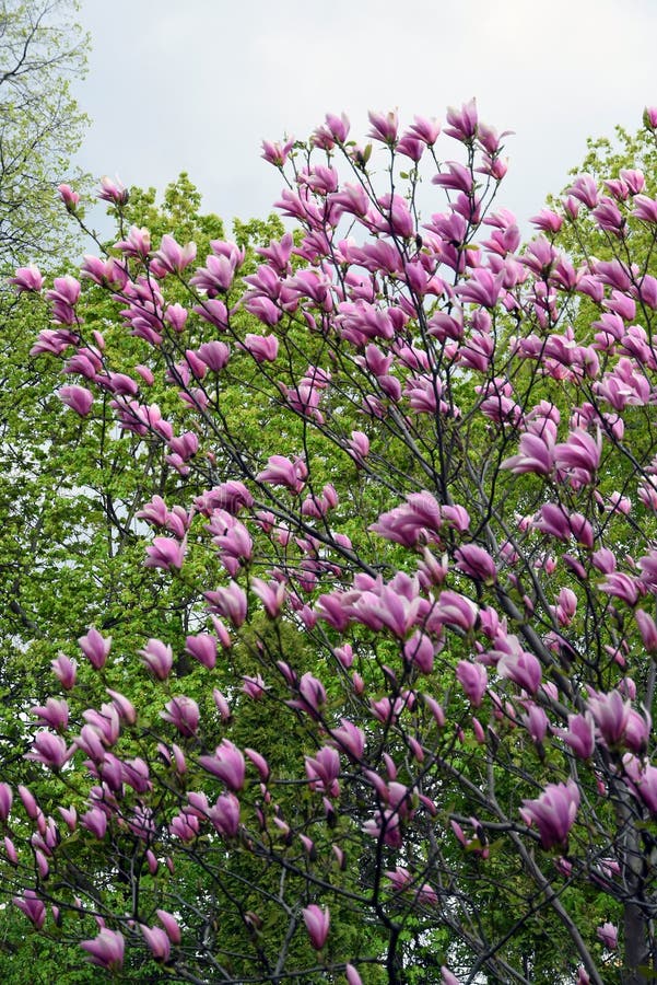 Blooming Magnolia Tree in a Spring Garden. Stock Image - Image of ...