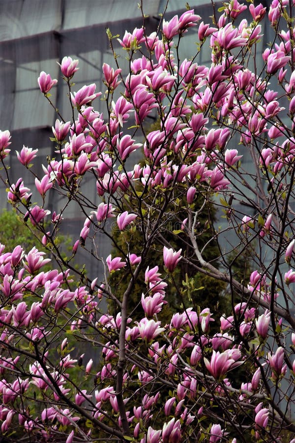 Blooming Magnolia Tree in a Spring Garden. Stock Photo - Image of march ...
