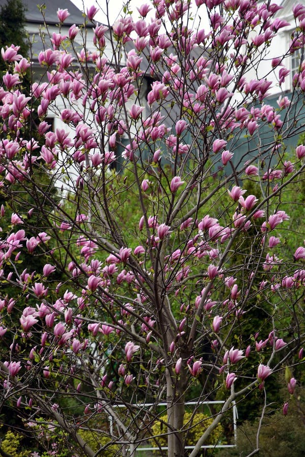Blooming Magnolia Tree in a Spring Garden. Stock Photo - Image of ...