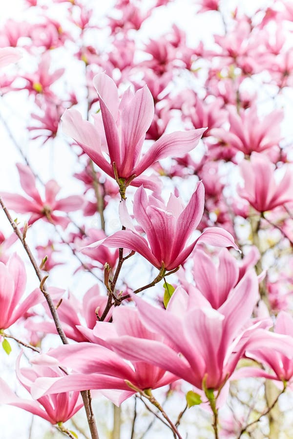 Blooming Magnolia Tree in Spring on White Background Stock Image ...