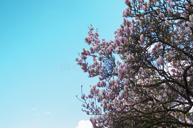 Blooming Magnolia Tree in Springtime Garden. Beautiful Magnolia Tree ...