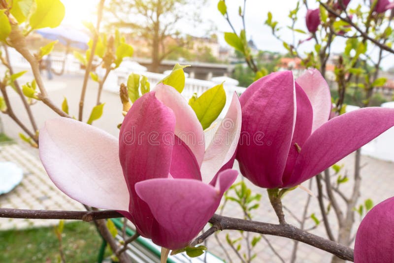 Blooming Magnolias of Red Color on Tree Branches Stock Photo - Image of ...