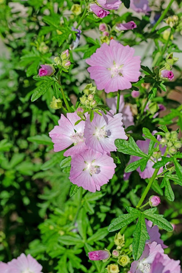 Blooming Mallows, Malva, in a Close-up Stock Photo - Image of ...