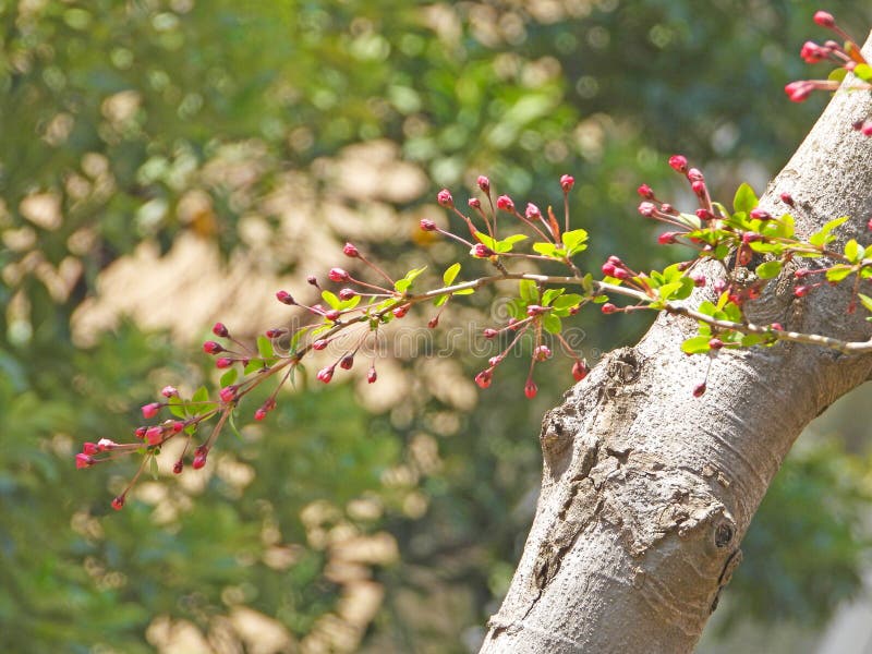 The Blooming Malus Halliana in Spring Stock Image - Image of tree ...