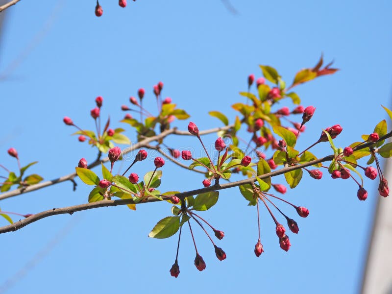 The Blooming Malus Halliana in Spring Stock Image - Image of seasonal ...